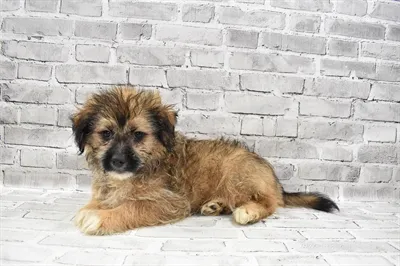 About Shih-Tzu/Aussie Breed