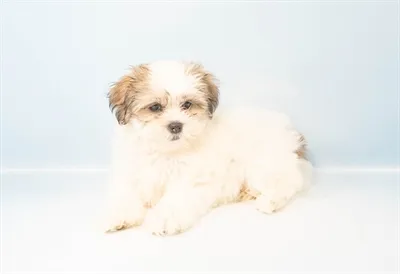 About Shih Tzu-Coton Breed