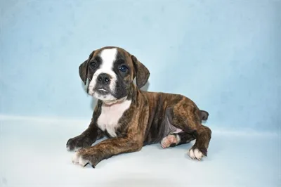 About Valley Bulldog Breed