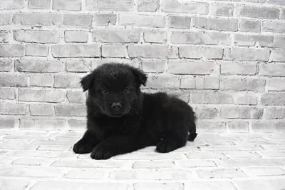 About Mini Aussie/Chow Breed